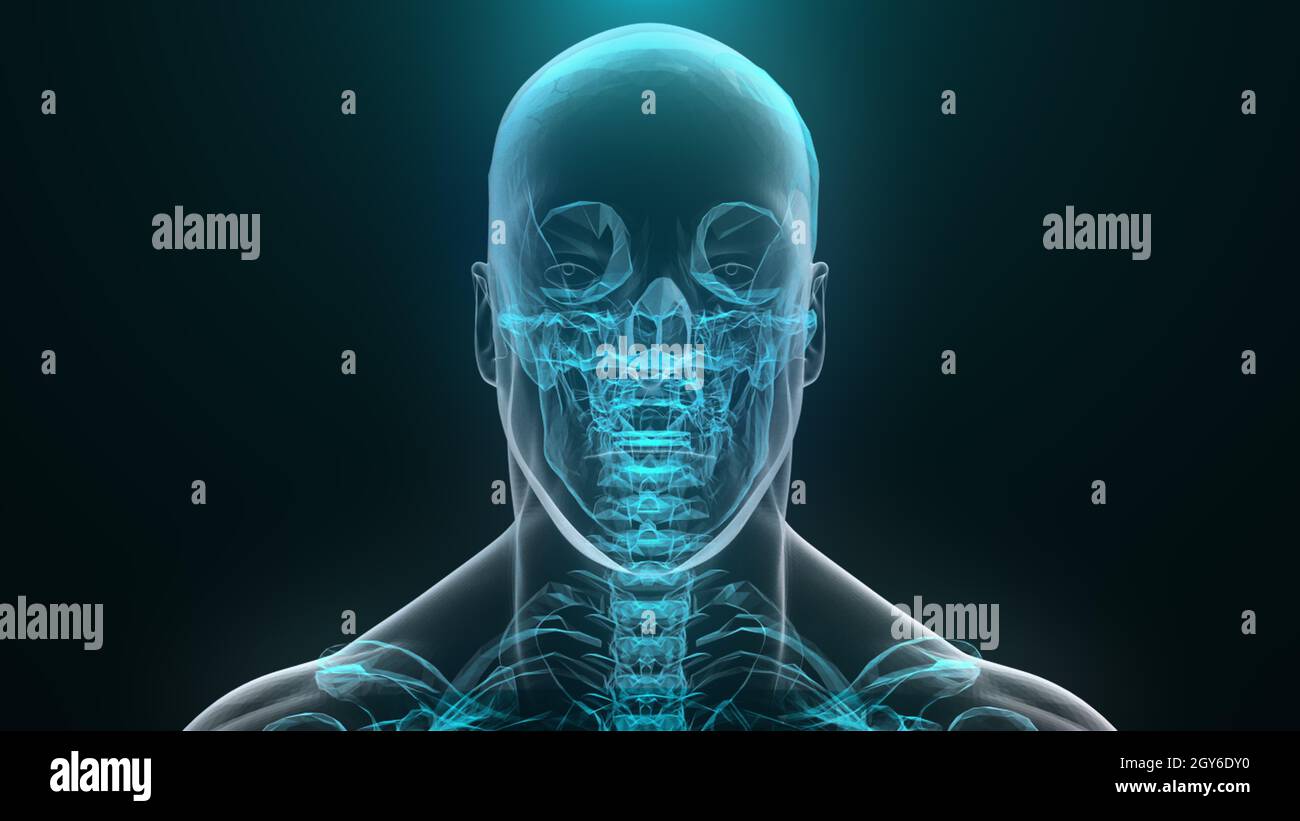Translucent 3d render skull and humerus on digital surface. Full ...