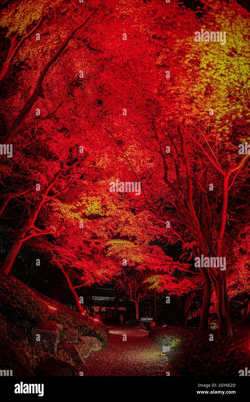Autumn colors light up the Japanese garden. Shooting Location: Tokyo ...
