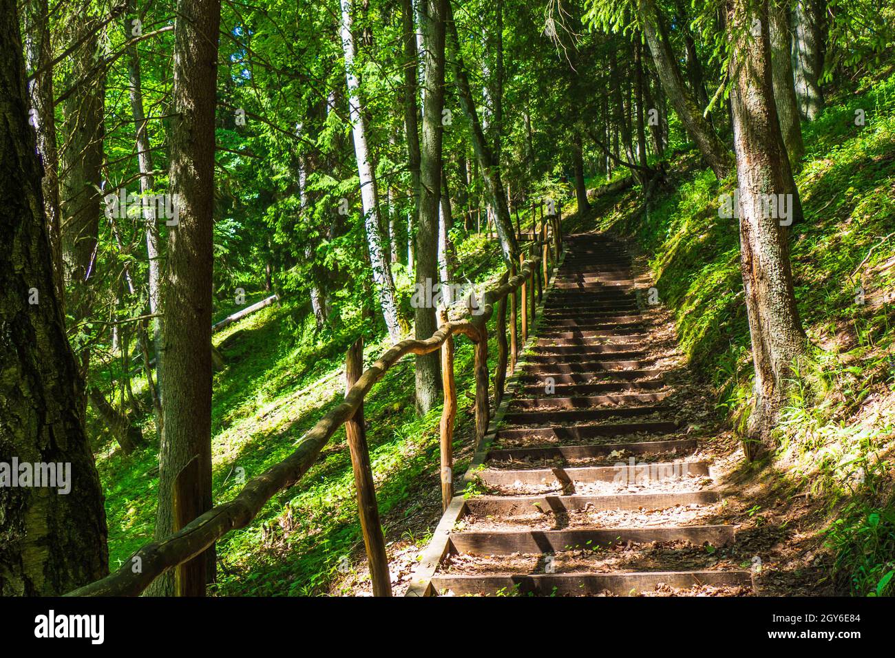 Wooden boardwalk through tall hi-res stock photography and images - Alamy
