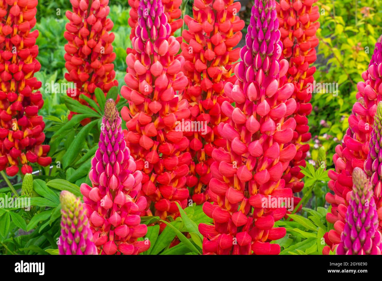 Blooming Macro Lupine 'Towering Inferno' Flowers Stock Photo - Alamy