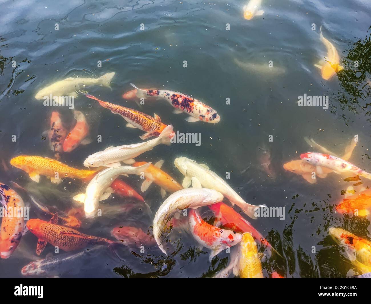 Herd Fancy carp in the pond Stock Photo - Alamy