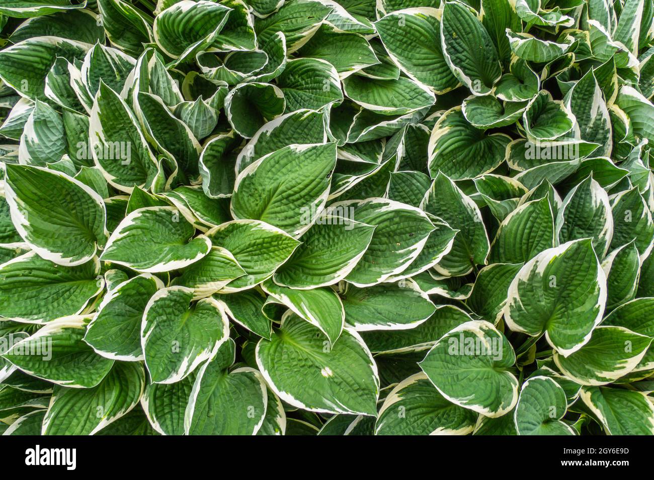 Hosta Flower, Variegated Green Leaves of Hosts with White Stripes Stock ...