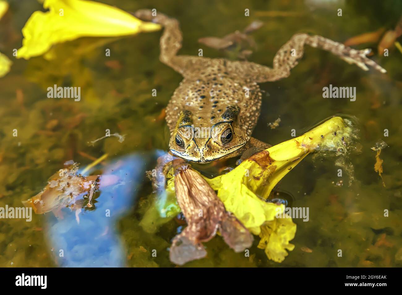 The toad floating in a pool of water Stock Photo - Alamy