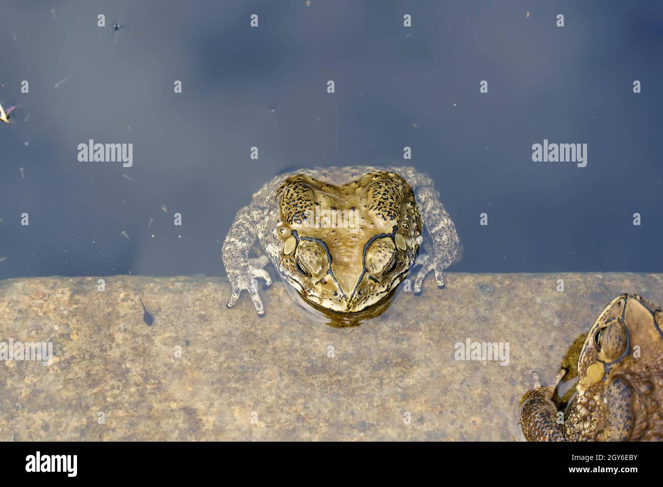 The toad in the cement pond Stock Photo - Alamy