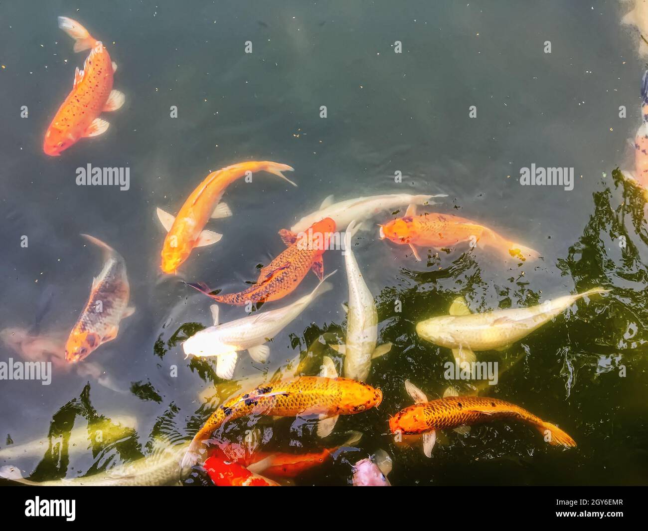 Herd Fancy carp in the pond Stock Photo - Alamy