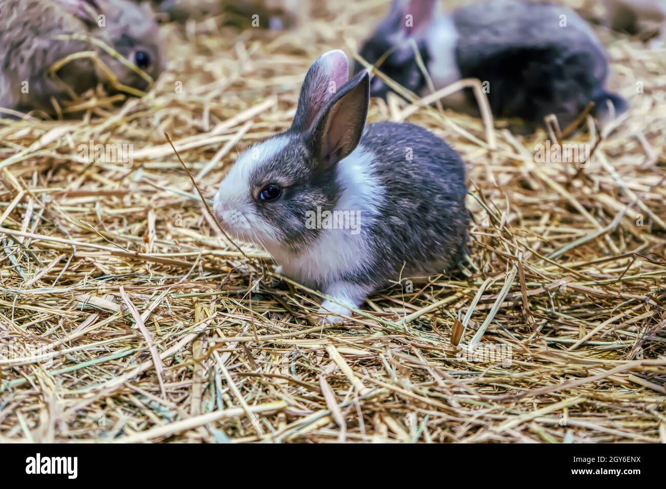 Rabbits stable hi-res stock photography and images - Alamy