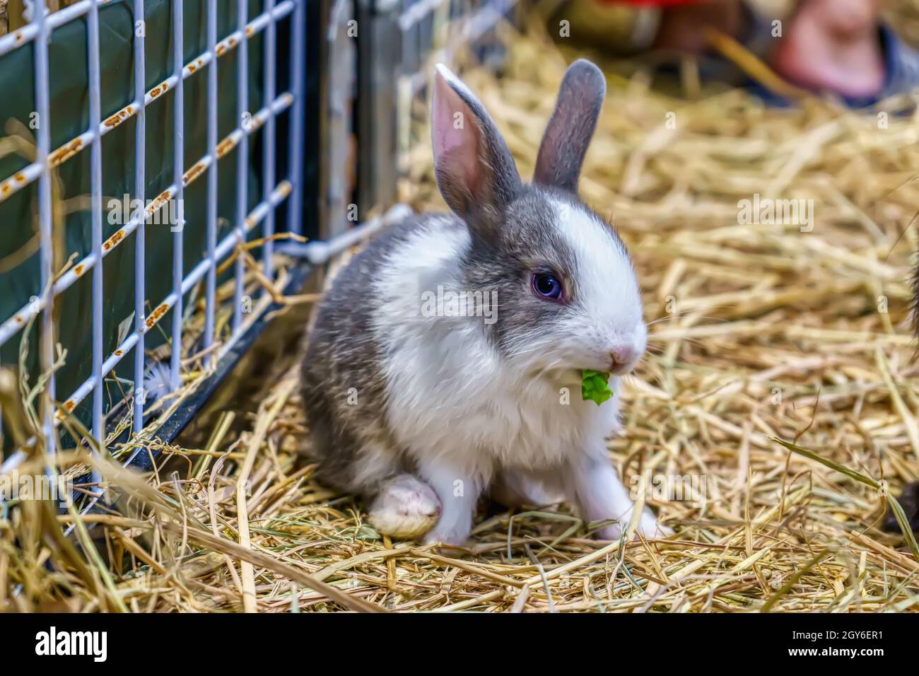 The rabbit eating vegetables in a stable Stock Photo - Alamy