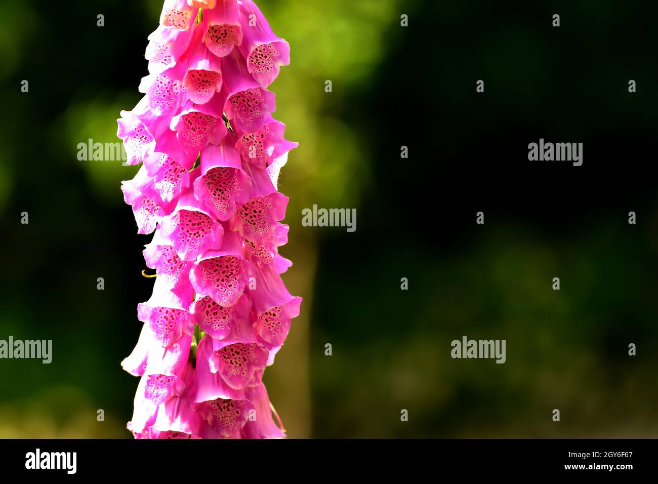 Pharmaceutically hi-res stock photography and images - Alamy