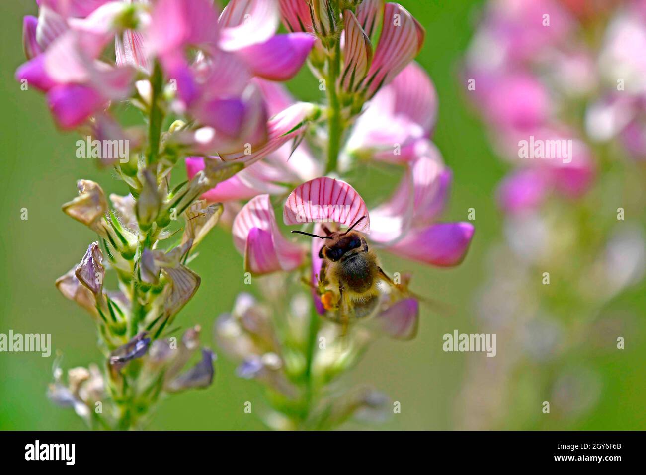 Viciaefolia hi-res stock photography and images - Alamy