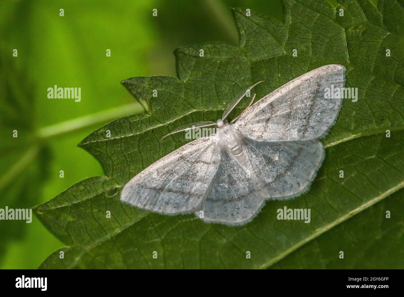 Common white wave moth hi-res stock photography and images - Alamy