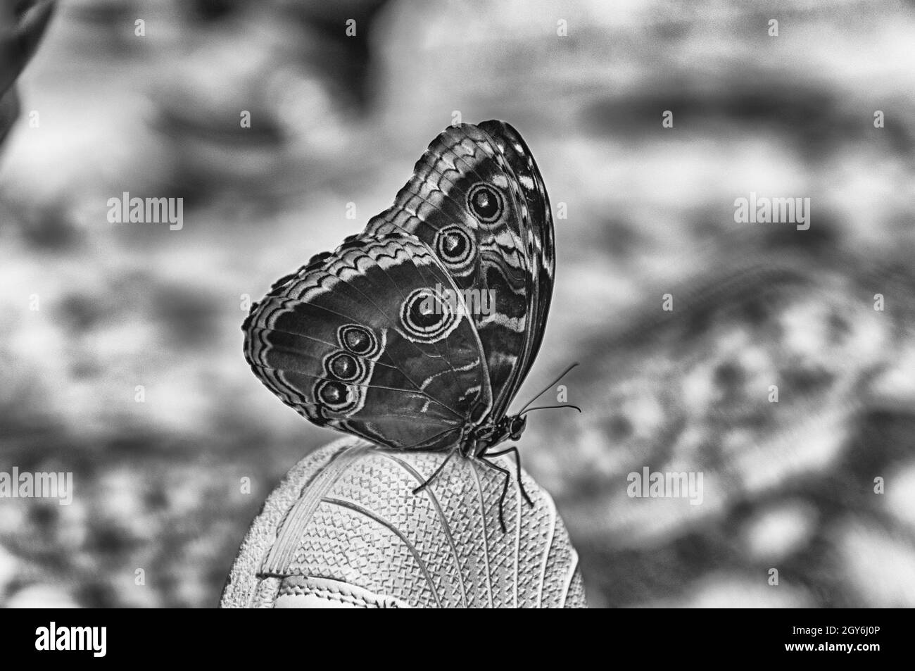 Morpho peleides, aka Peleides blue morpho or common morpho is a ...