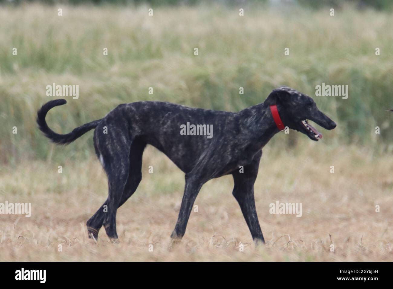 Spanish greyhound dog race hare hunting speed delivers passion Stock ...