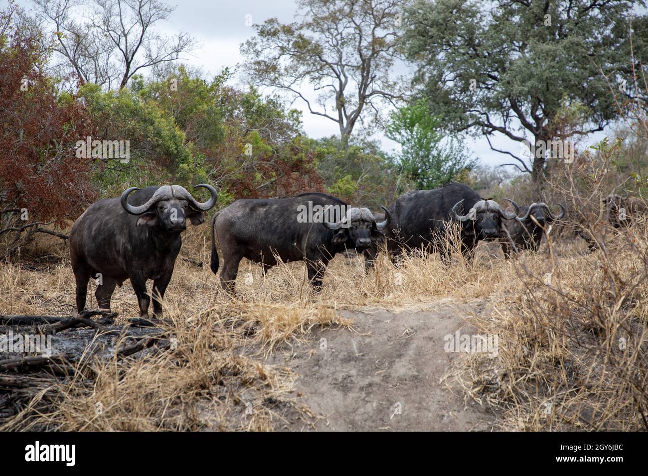 Four Cape buffalo grazing in the African bush Stock Photo - Alamy