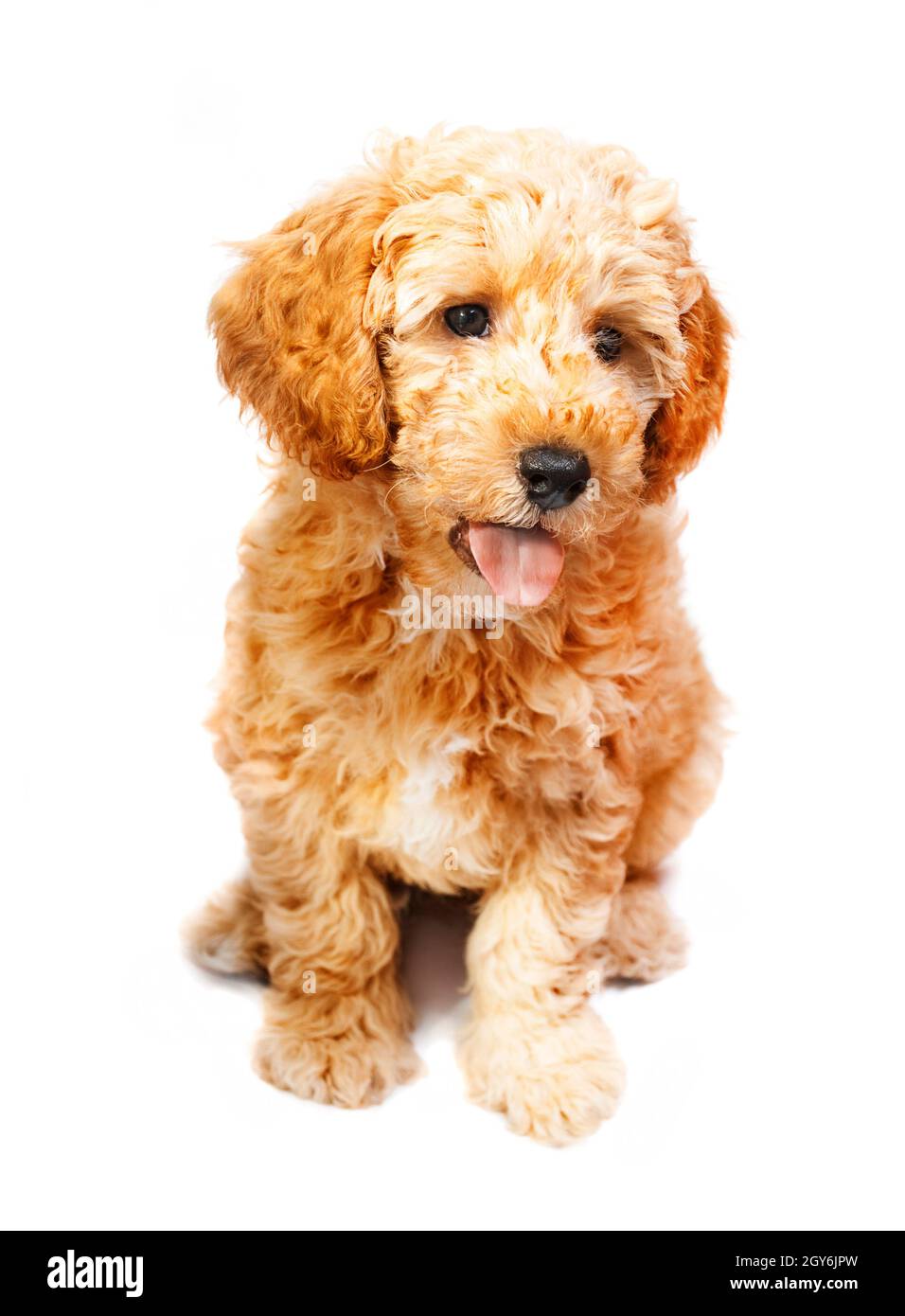 Apricot poodle puppy isolated over white Stock Photo - Alamy