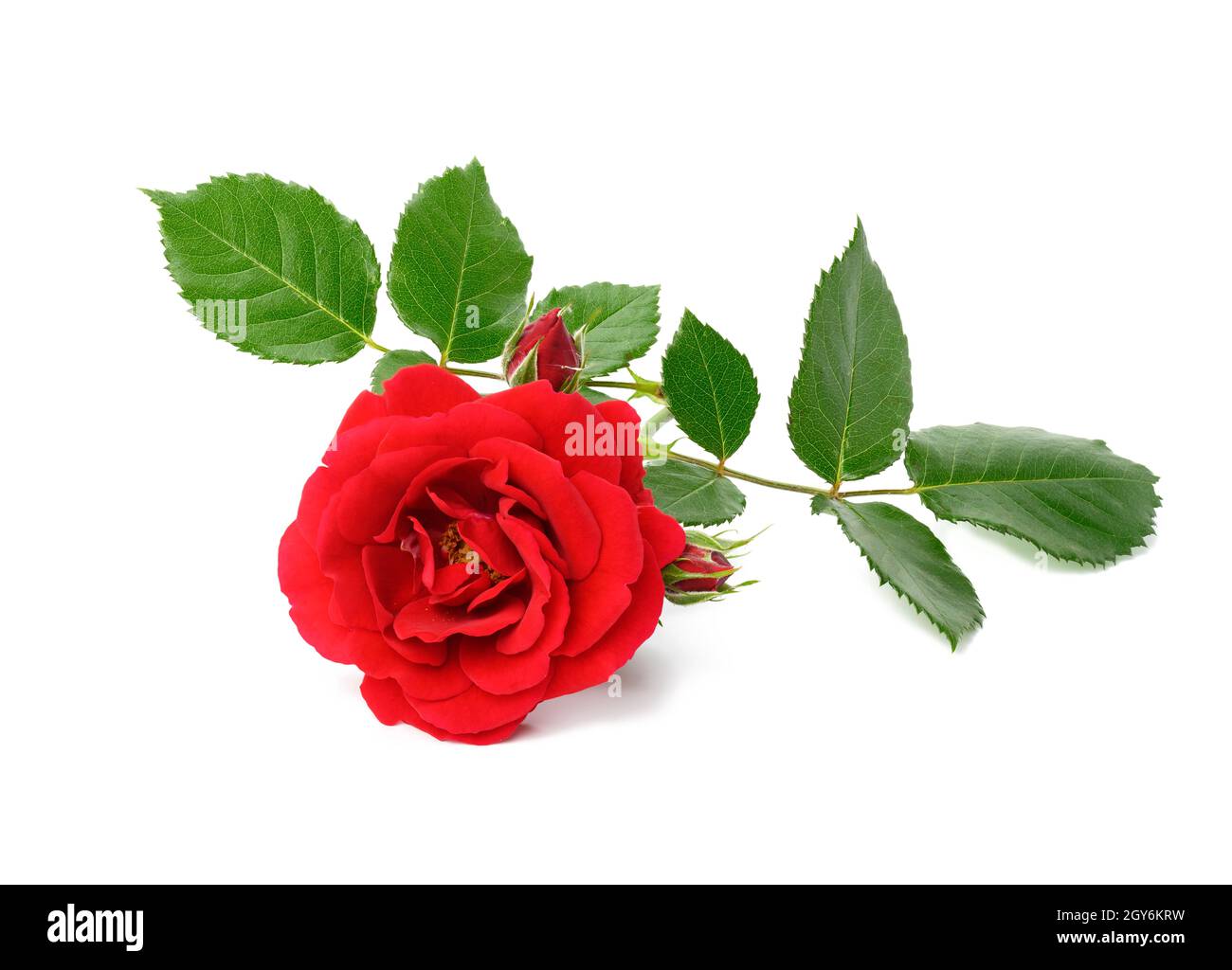 red blooming rose with green leaves isolated on white background, close ...
