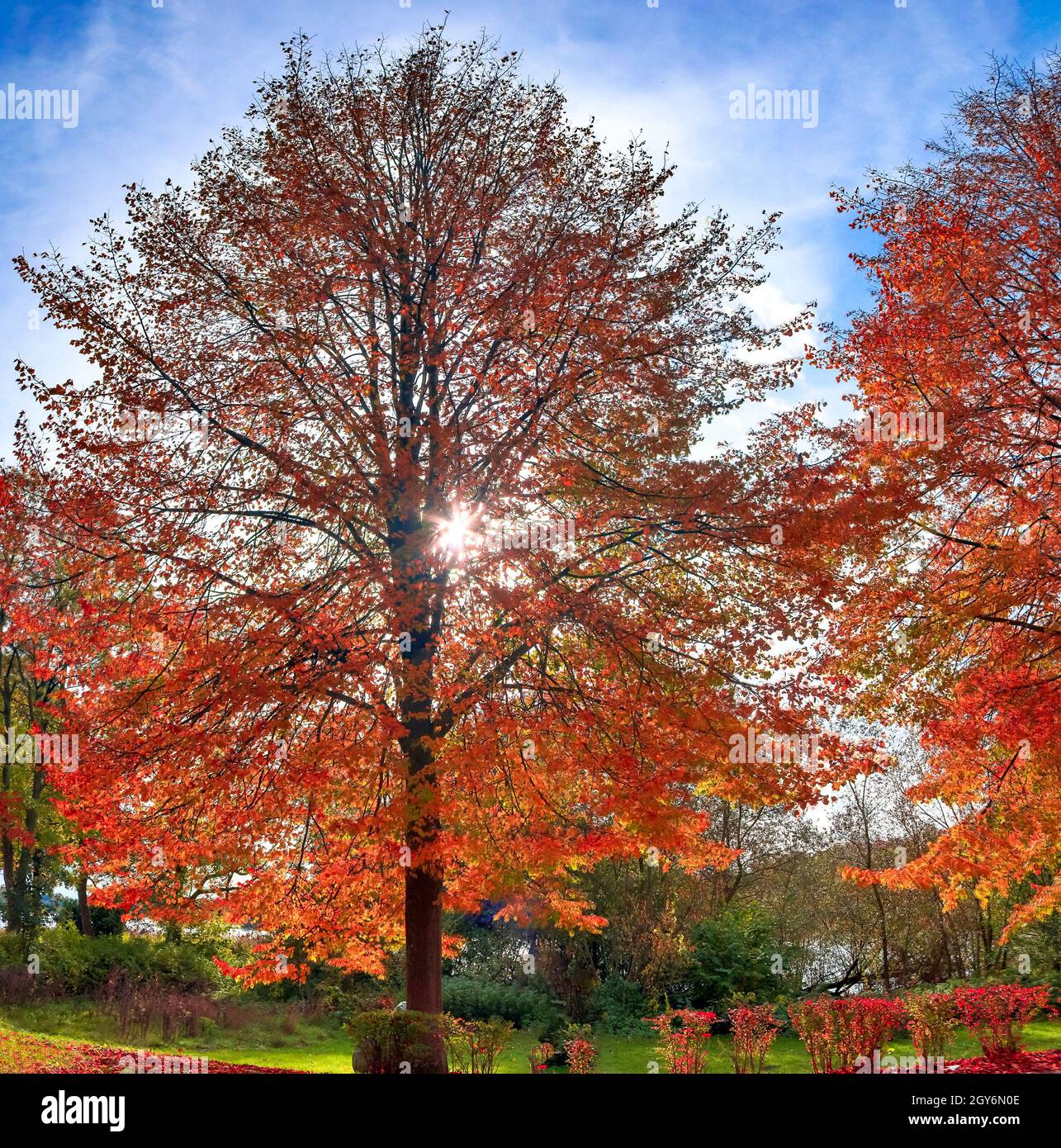Beautiful autumn tree with red and orange colored leaves on a sunny day ...