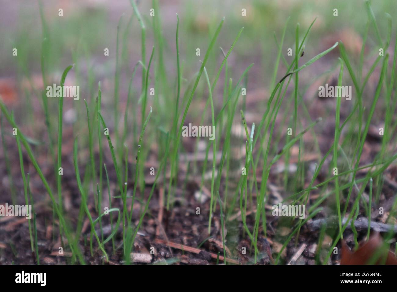 New grass hi-res stock photography and images - Alamy