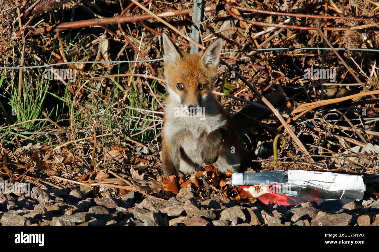Red fox magazine picture hi-res stock photography and images - Alamy