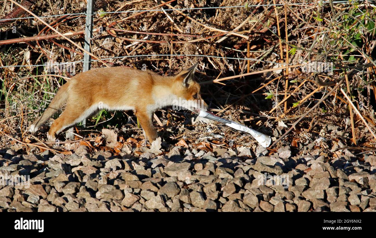 Red fox magazine picture hi-res stock photography and images - Alamy