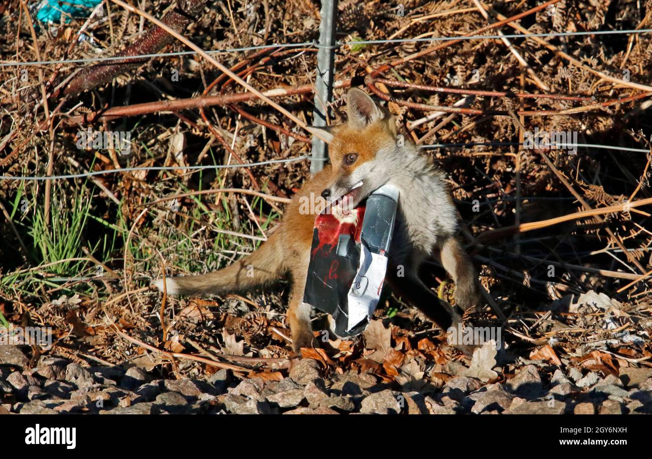 Red fox magazine image hi-res stock photography and images - Alamy