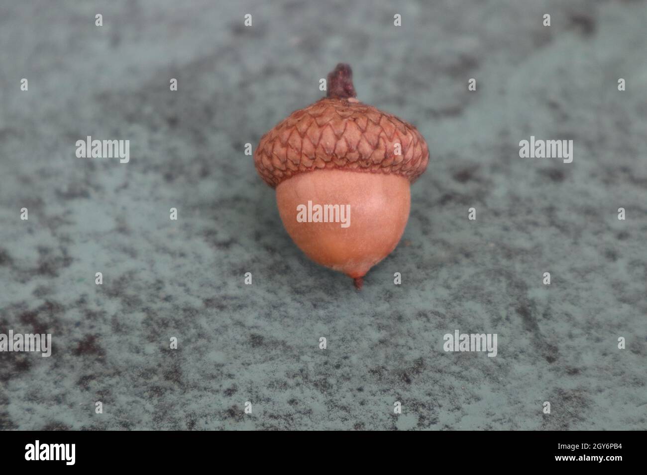 Brown acorn hi-res stock photography and images - Alamy
