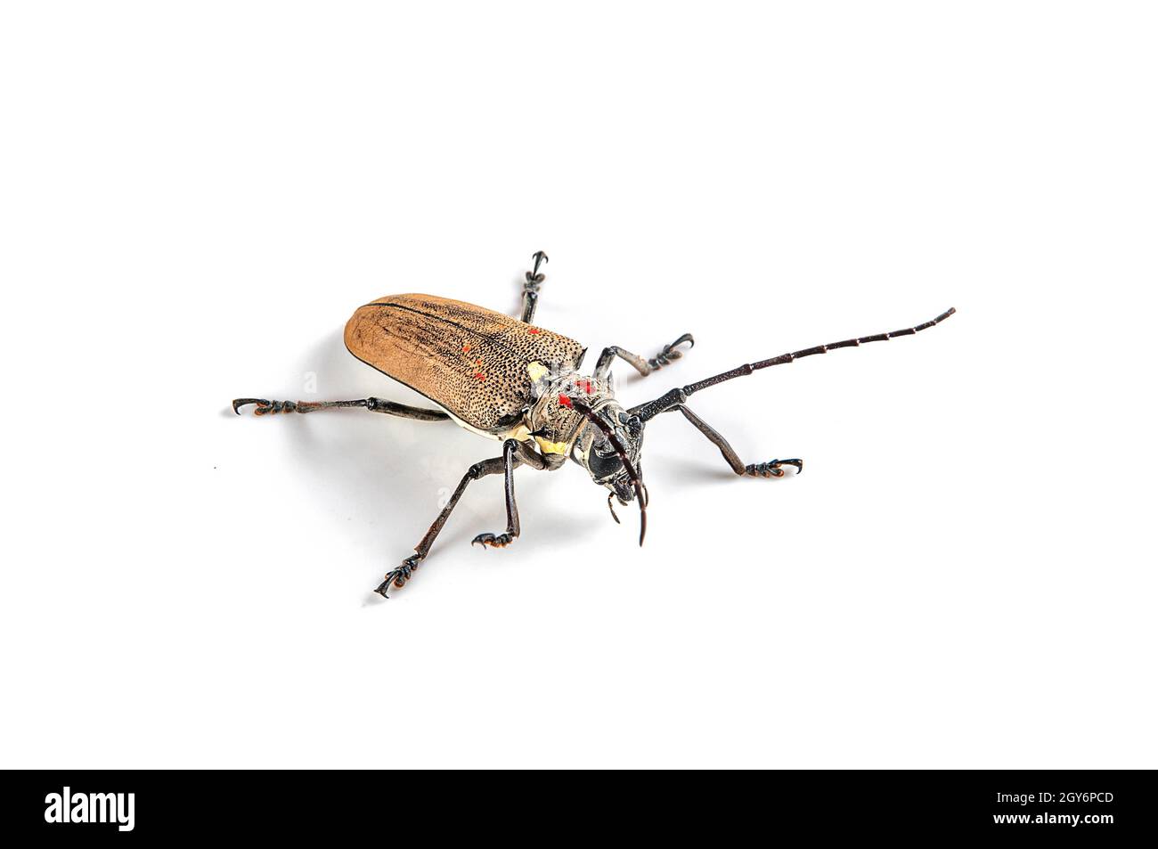 Tree borer (Batocera rufomaculata) isolated on a white background Stock ...