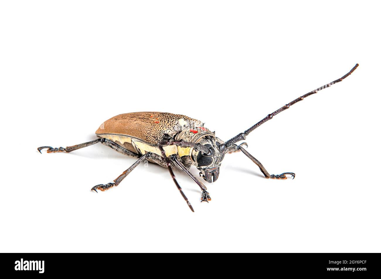 Tree borer (Batocera rufomaculata) isolated on a white background Stock ...
