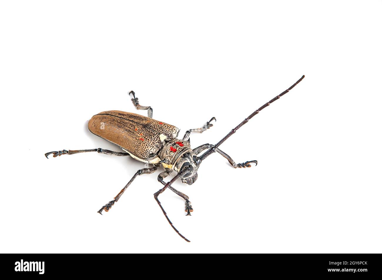 Tree borer (Batocera rufomaculata) isolated on a white background Stock ...