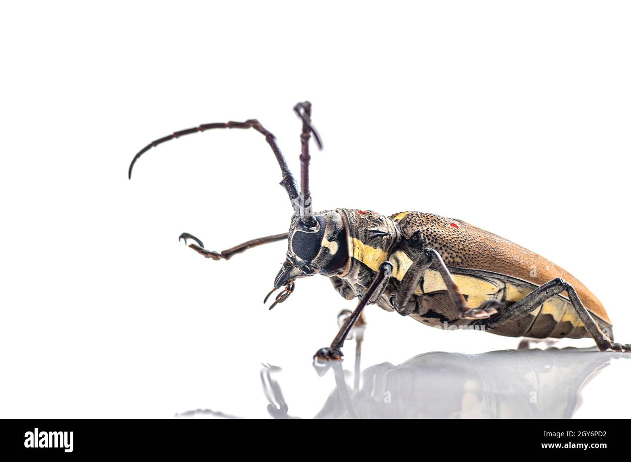 Tree borer (Batocera rufomaculata) isolated on a white background Stock ...