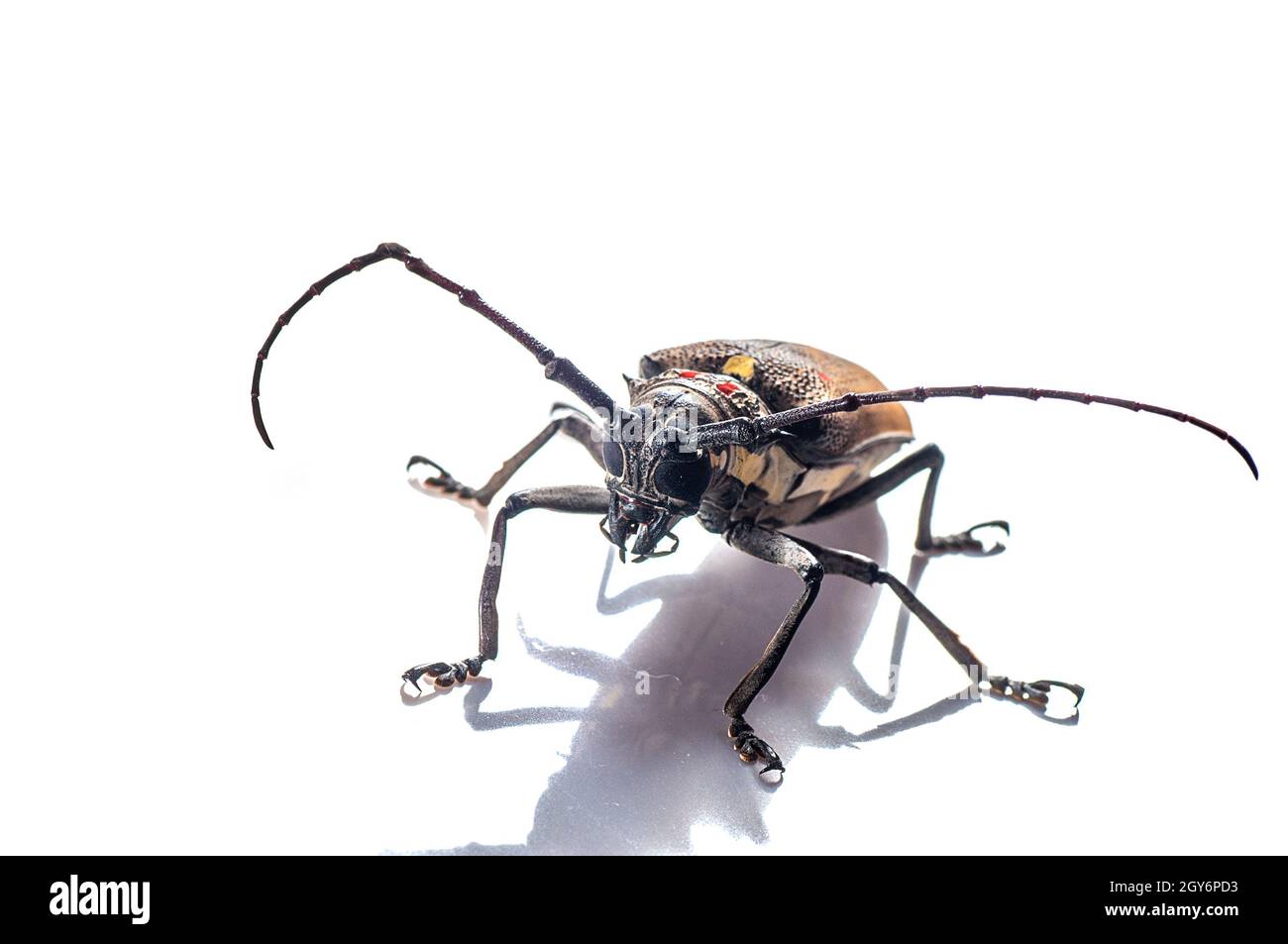 Tree borer (Batocera rufomaculata) isolated on a white background Stock ...