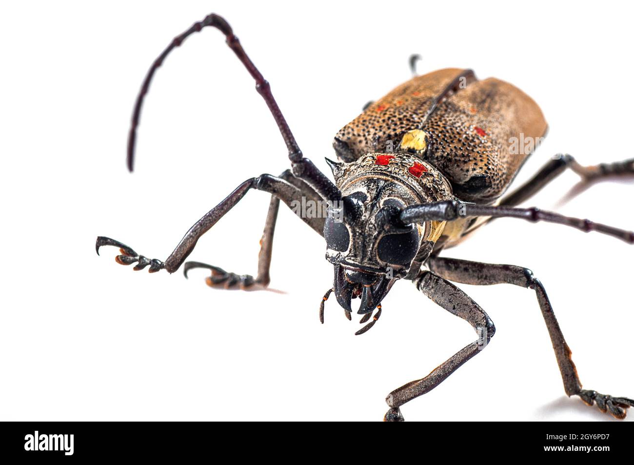 Tree borer (Batocera rufomaculata) isolated on a white background Stock ...
