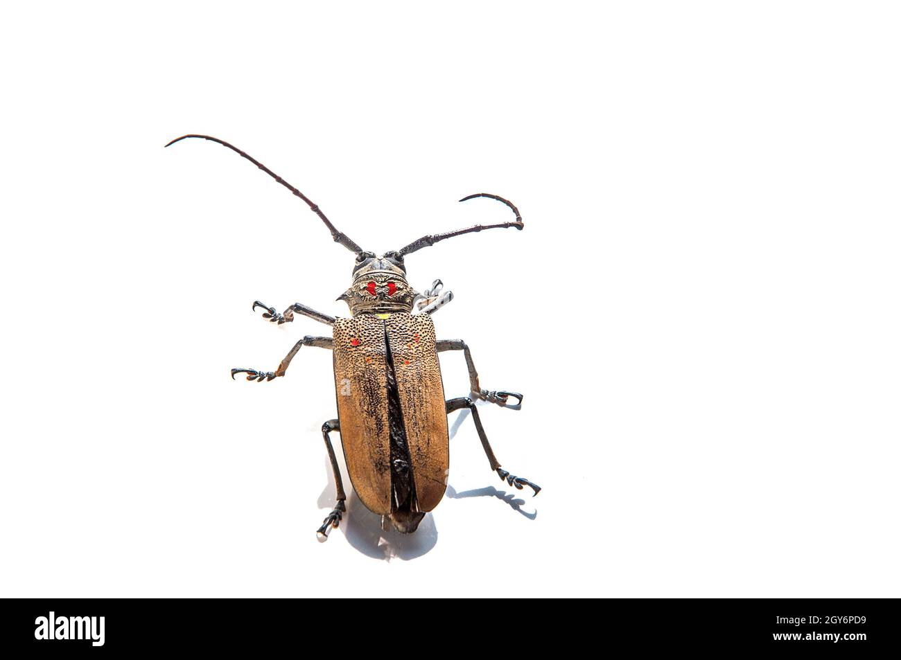 Tree borer (Batocera rufomaculata) isolated on a white background Stock ...