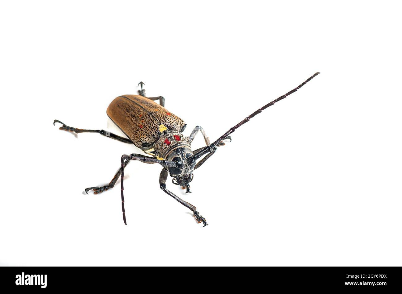 Tree borer (Batocera rufomaculata) isolated on a white background Stock ...