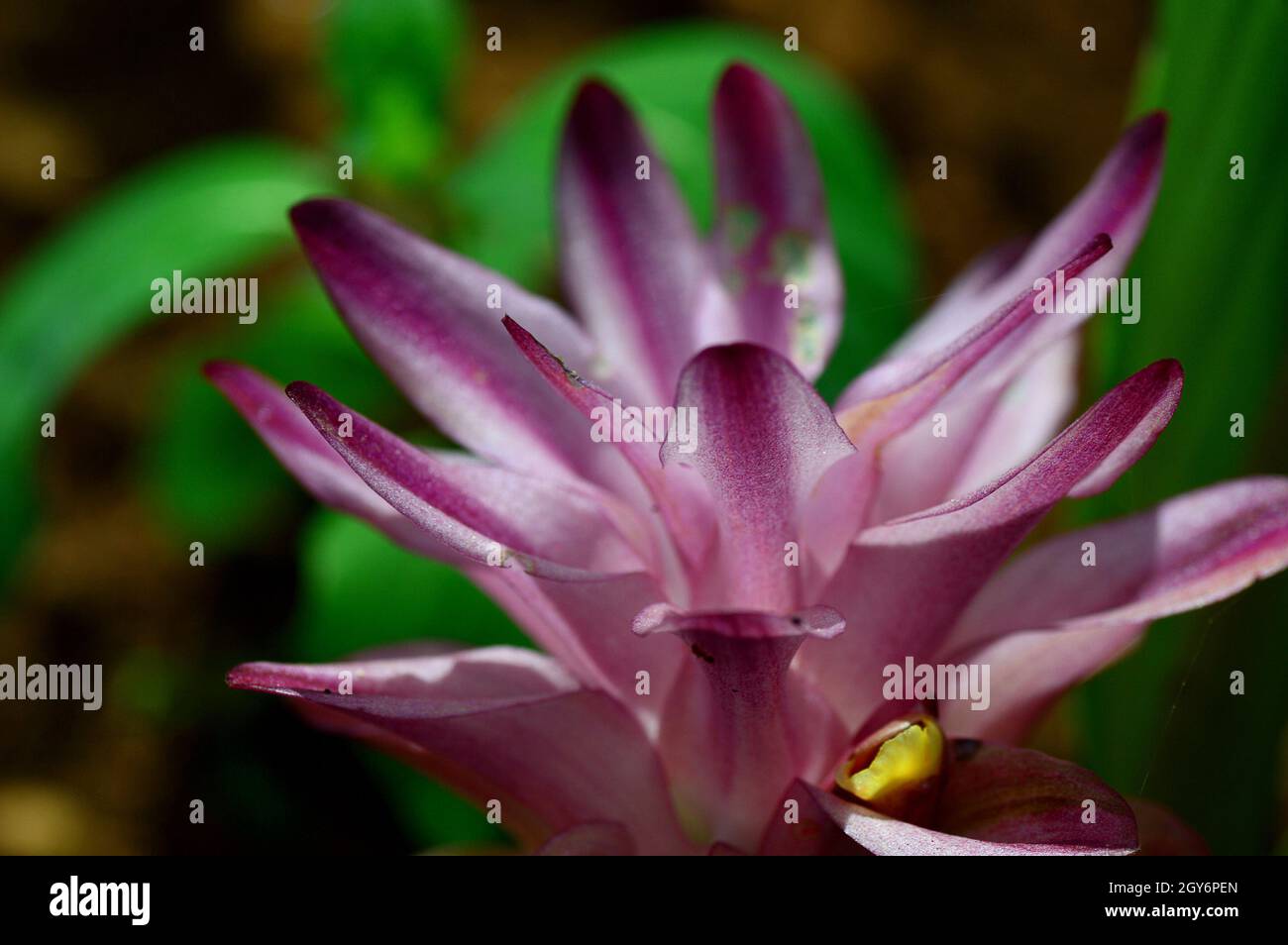Siam tulip ginger flower hi-res stock photography and images - Alamy