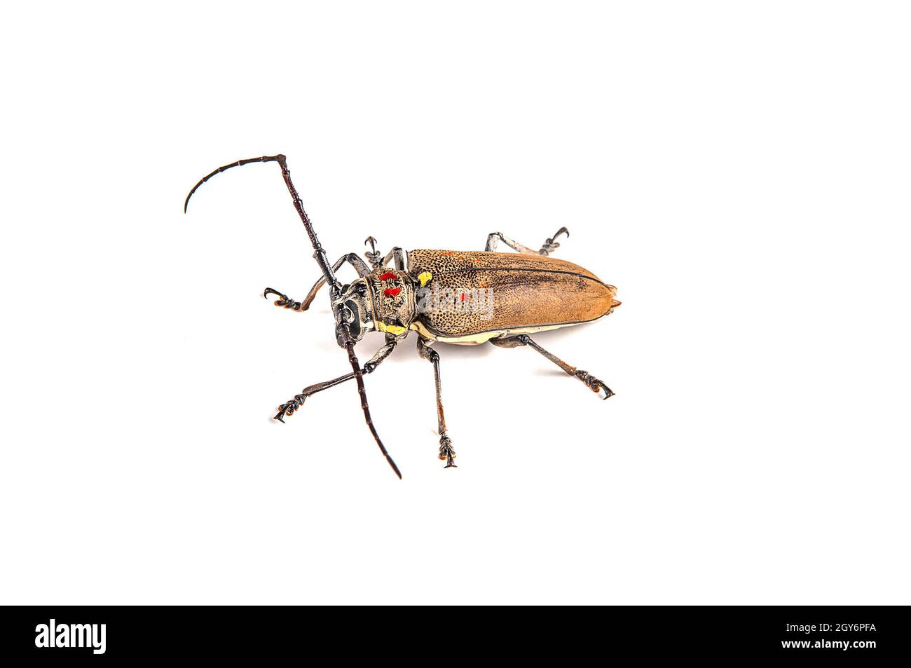 Tree borer (Batocera rufomaculata) isolated on a white background Stock ...