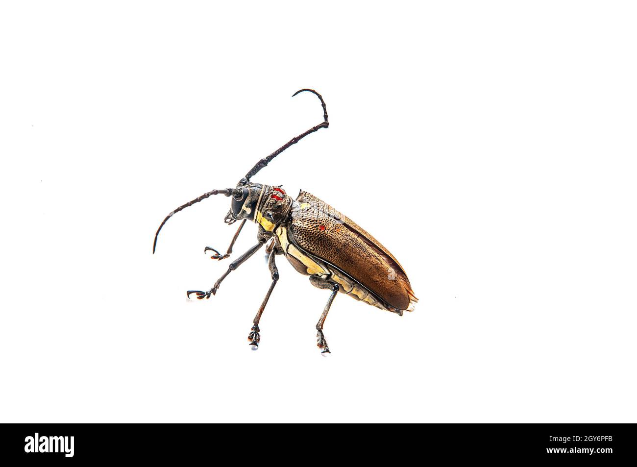 Tree borer (Batocera rufomaculata) isolated on a white background Stock ...