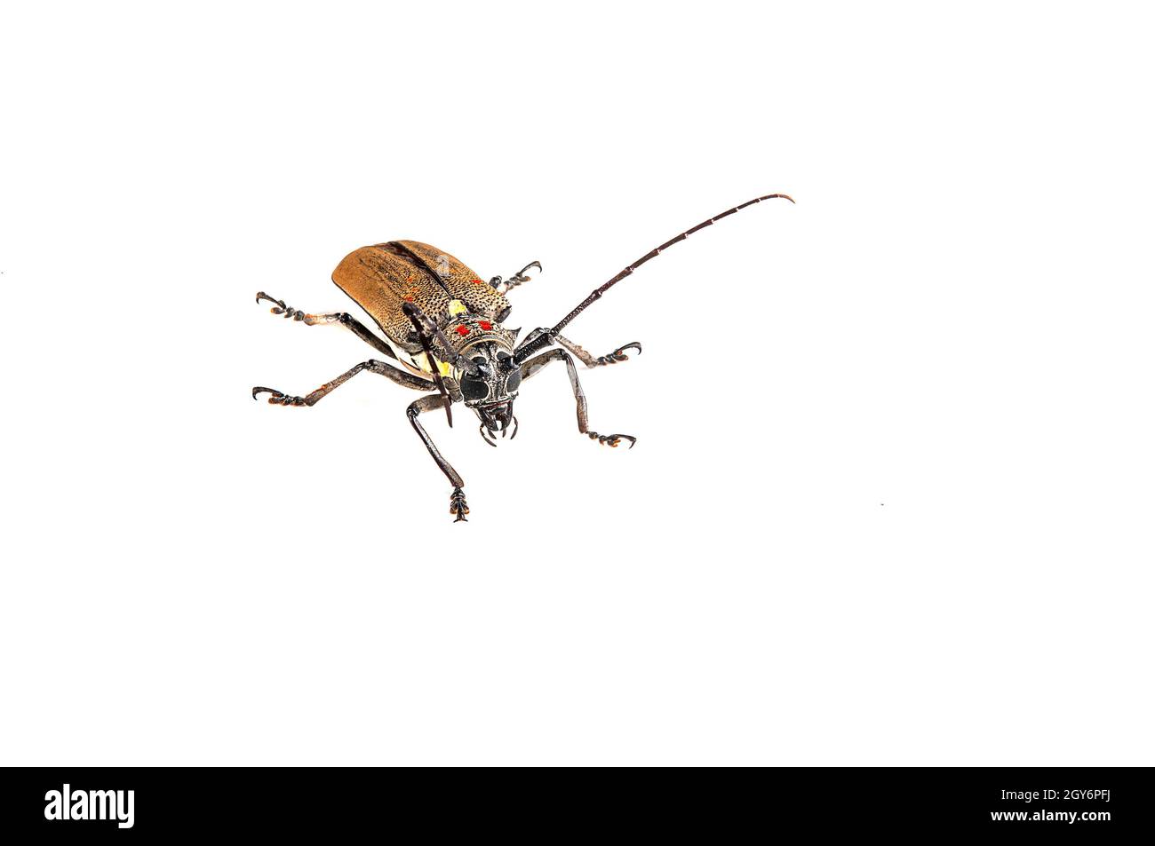 Tree borer (Batocera rufomaculata) isolated on a white background Stock ...