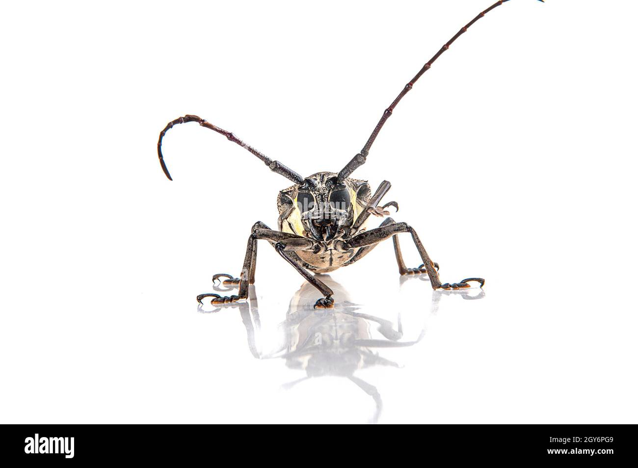 Tree borer (Batocera rufomaculata) isolated on a white background Stock ...