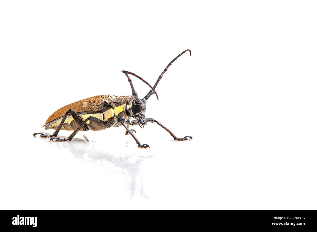 Tree borer (Batocera rufomaculata) isolated on a white background Stock ...