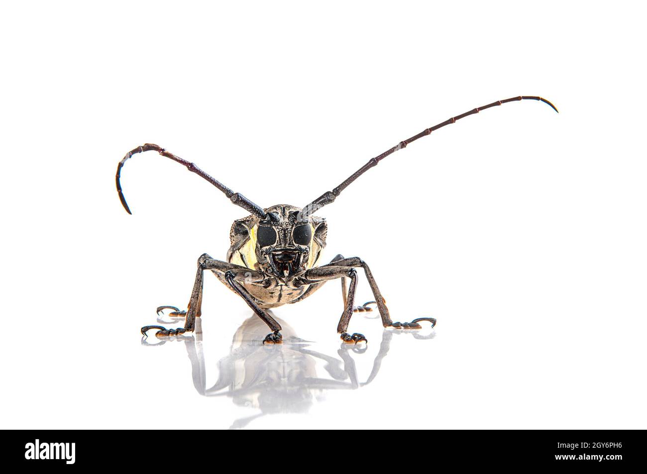 Tree borer (Batocera rufomaculata) isolated on a white background Stock ...