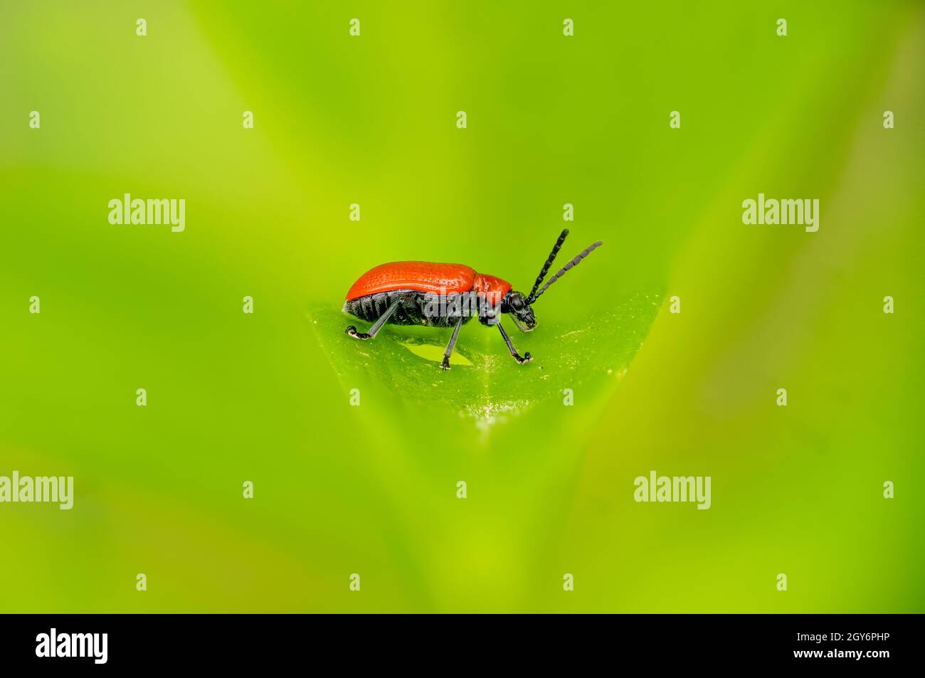 Side view of a small red bacon beetle on a leaf against a blurred green ...