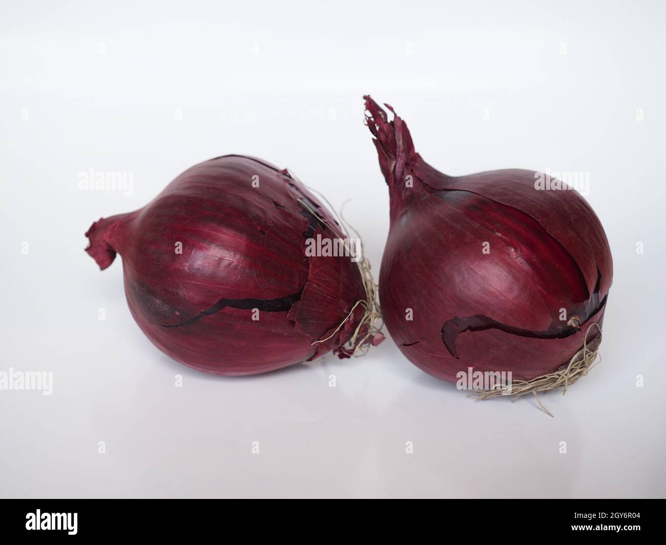 red onions (scientific name Allium cepa aka bulb onion or common onion ...