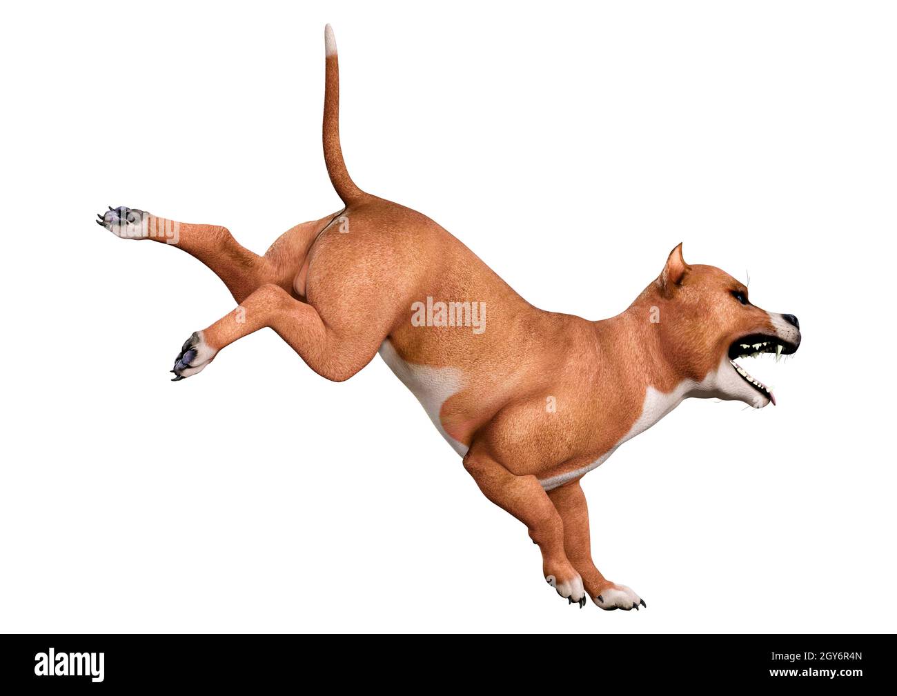 American pit bull terrier jump hi-res stock photography and images - Alamy