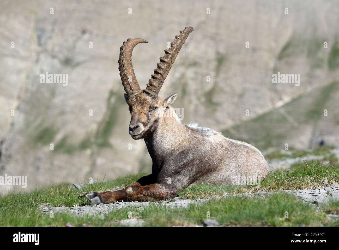 Mature Adult Male Alpine Ibex, Capra ibex, aka Steinbock or Bouquetin ...