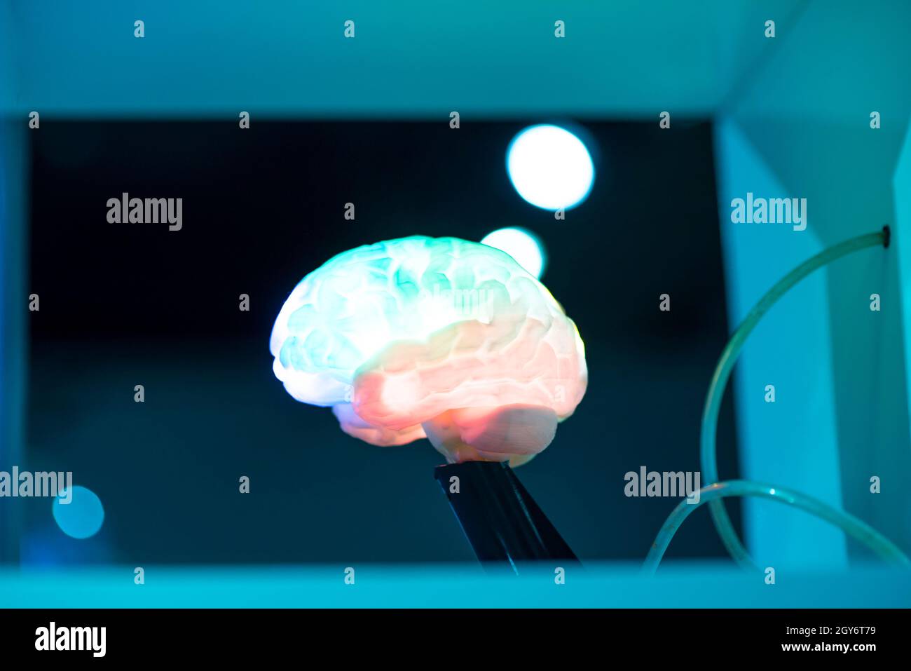 MODEL OF colorful HUMAN BRAIN on blur background Stock Photo - Alamy