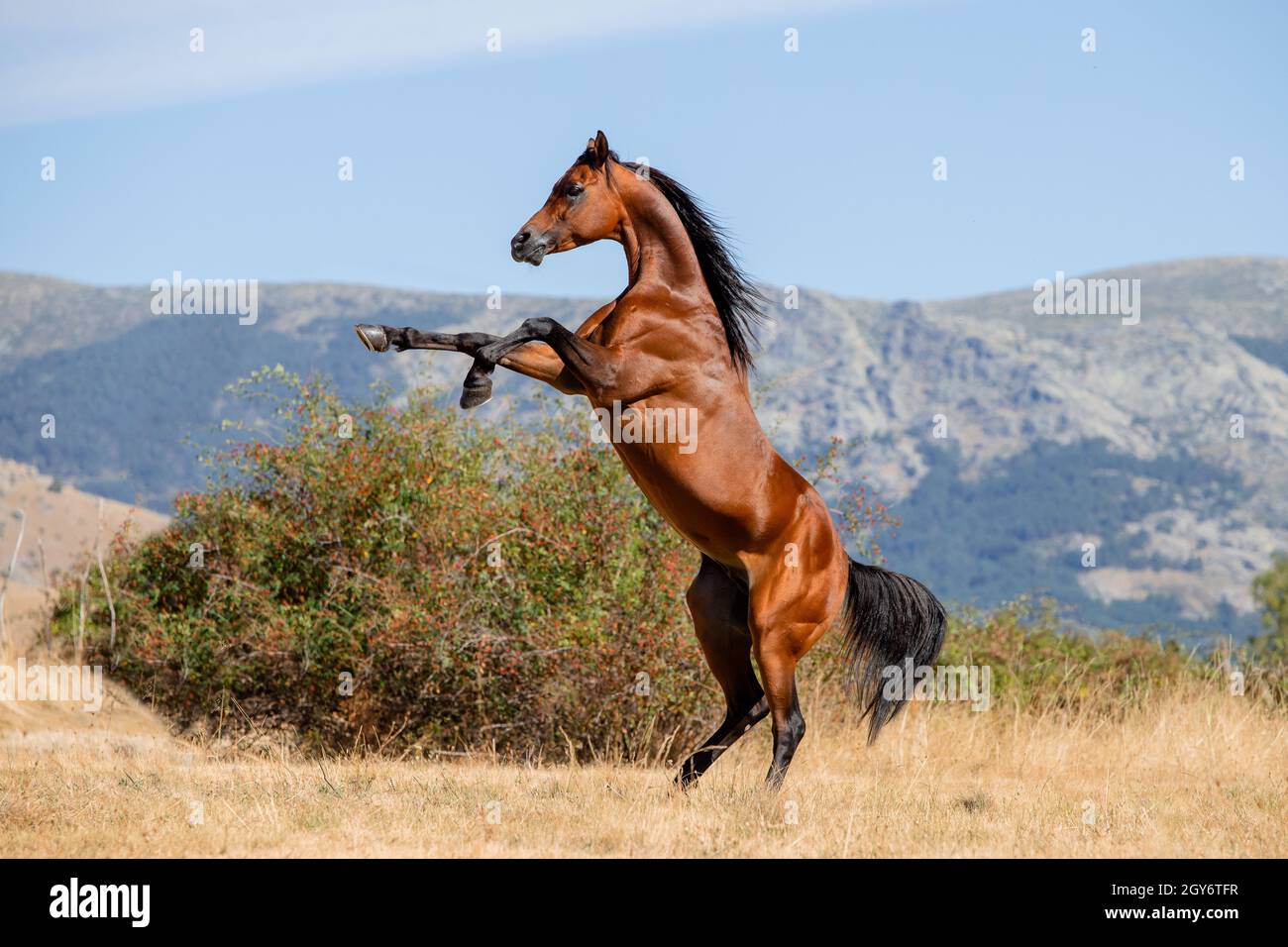 Dark Bay Arabian Horses