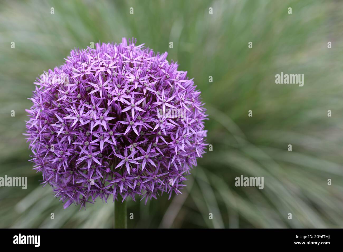Purple dutch ornamental garlic, Allium hollandicum, flower head with a ...