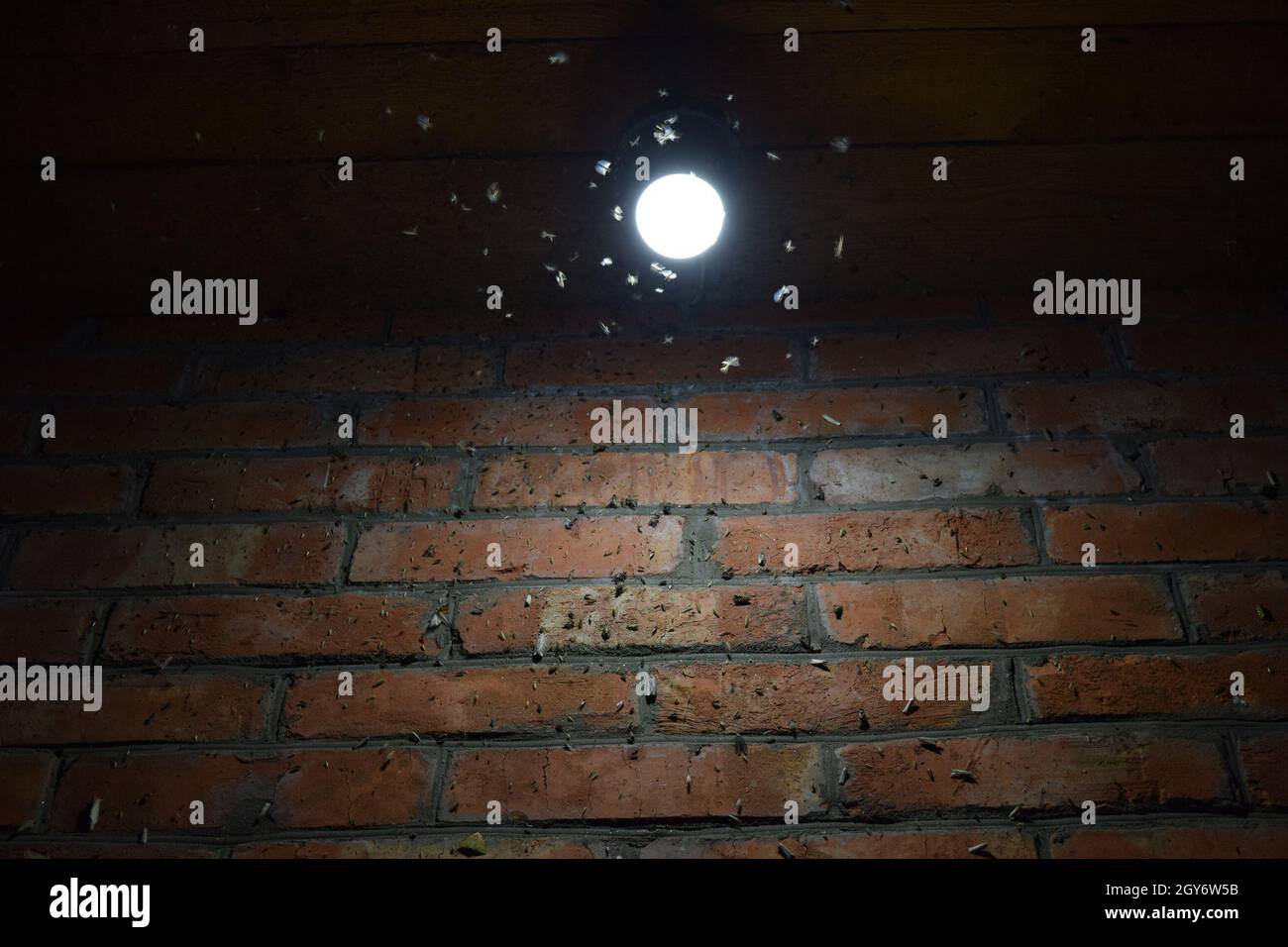 Night insects at a bulb. Attraction of insects light Stock Photo - Alamy