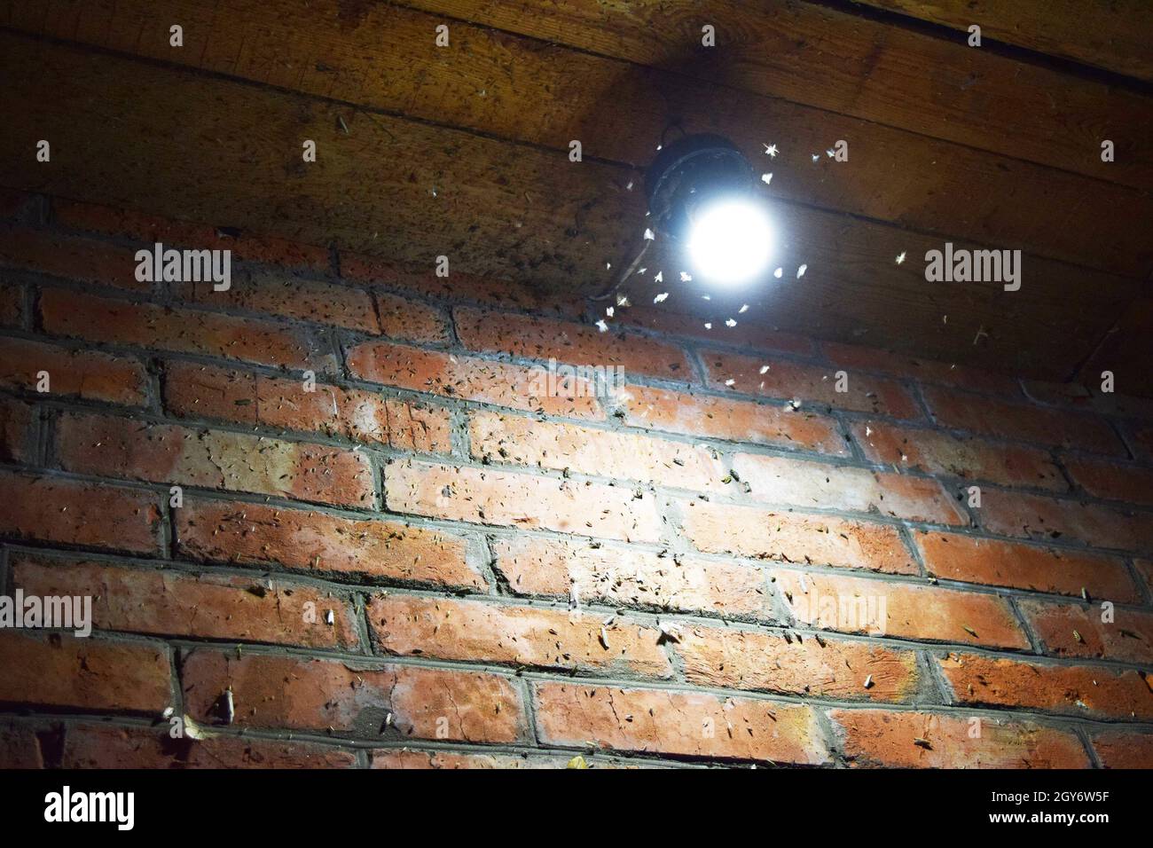 Night insects at a bulb. Attraction of insects light Stock Photo - Alamy