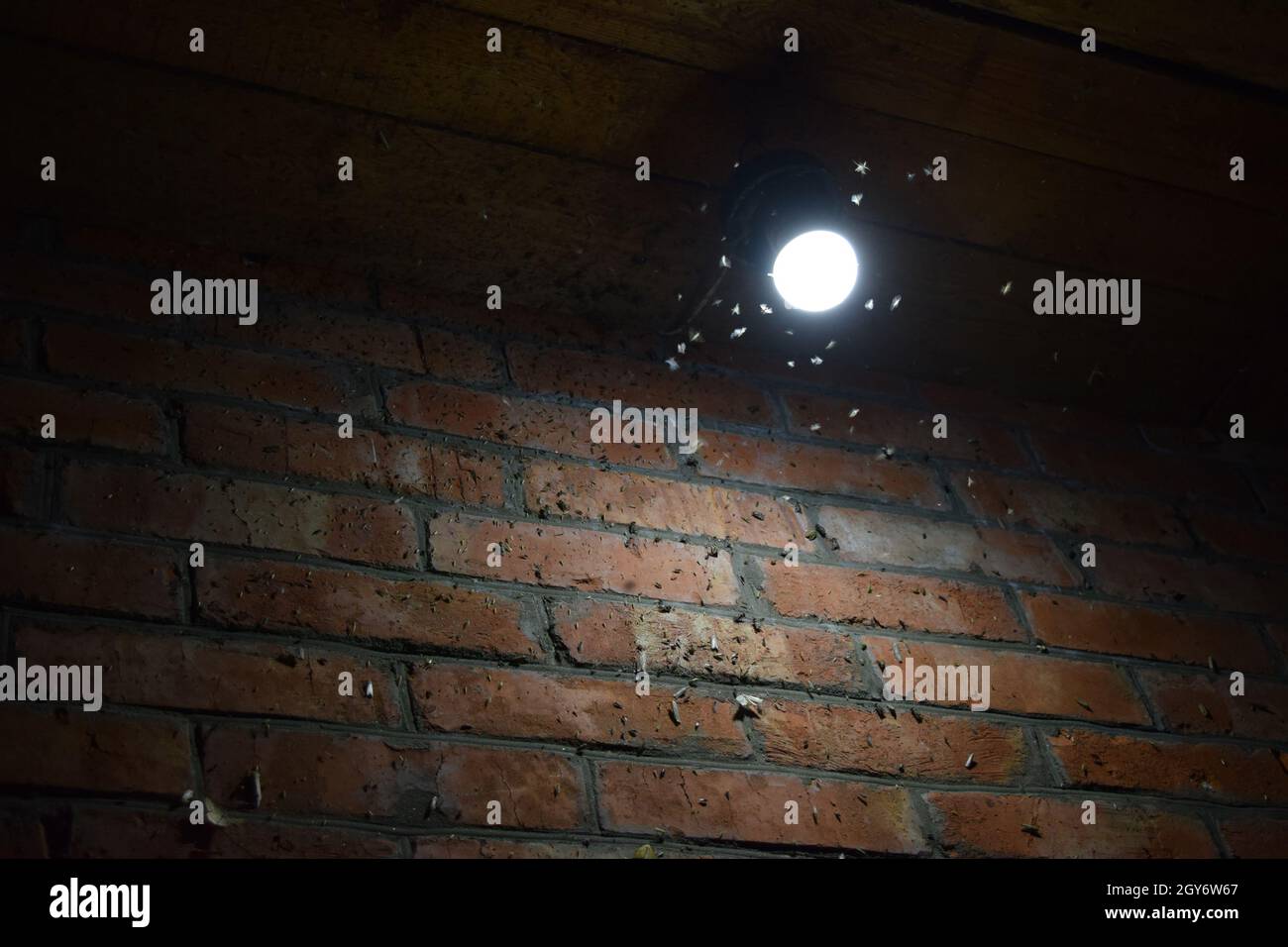 Night insects at a bulb. Attraction of insects light Stock Photo - Alamy